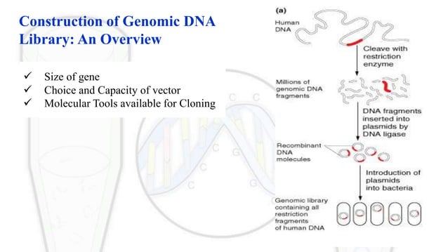 3 dna libraries | PPT