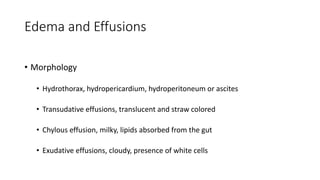 Hemodynamic disorders - Edema, Hyperemia, Hemorrahge by DR. ROOPAM JAIN ...