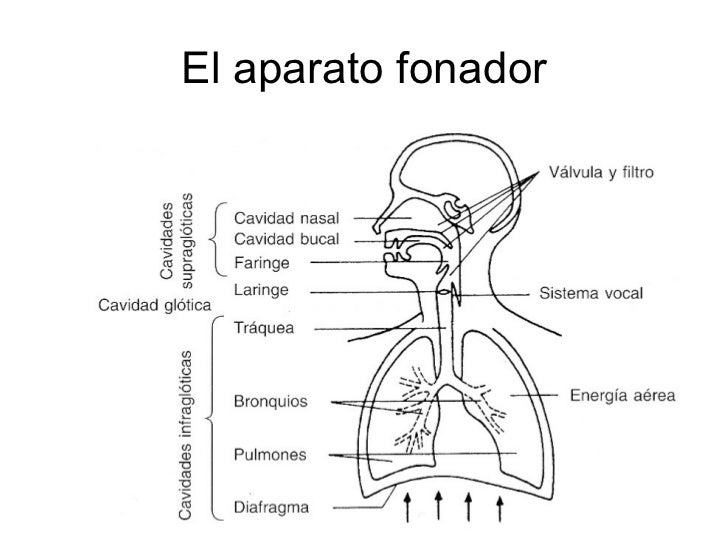 Aparato Fonador