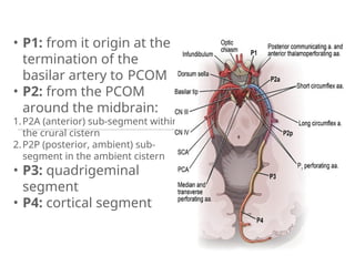 3-eke - angiographic anatomy.ppt MD STUDENT | PPT