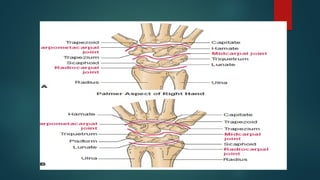 3- elbow & hand mobilization.and muscles and bone | PPTX