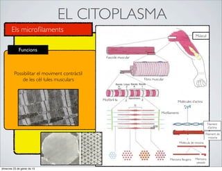 39. el citoplasma | PDF