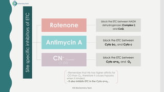 3- Electron Transport Chain pdf which is related to biochemistry | PDF