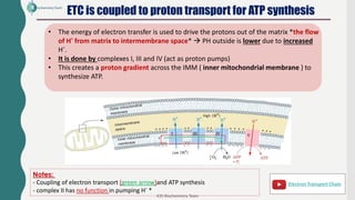 3- Electron Transport Chain pdf which is related to biochemistry | PDF