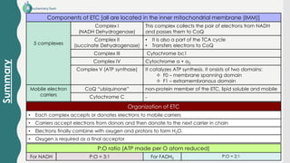 3- Electron Transport Chain pdf which is related to biochemistry | PDF