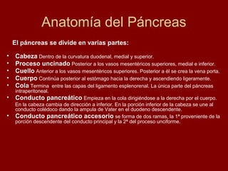 3 el pancreas | PPT