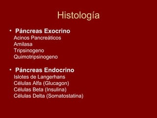 3 el pancreas | PPT