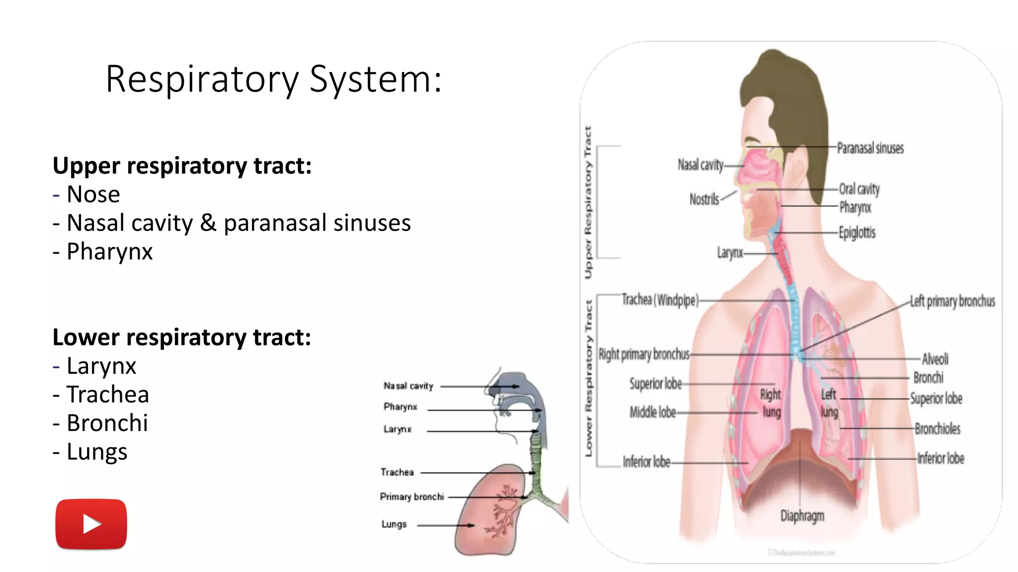 3-Embryology Of Respiratory System.pdf