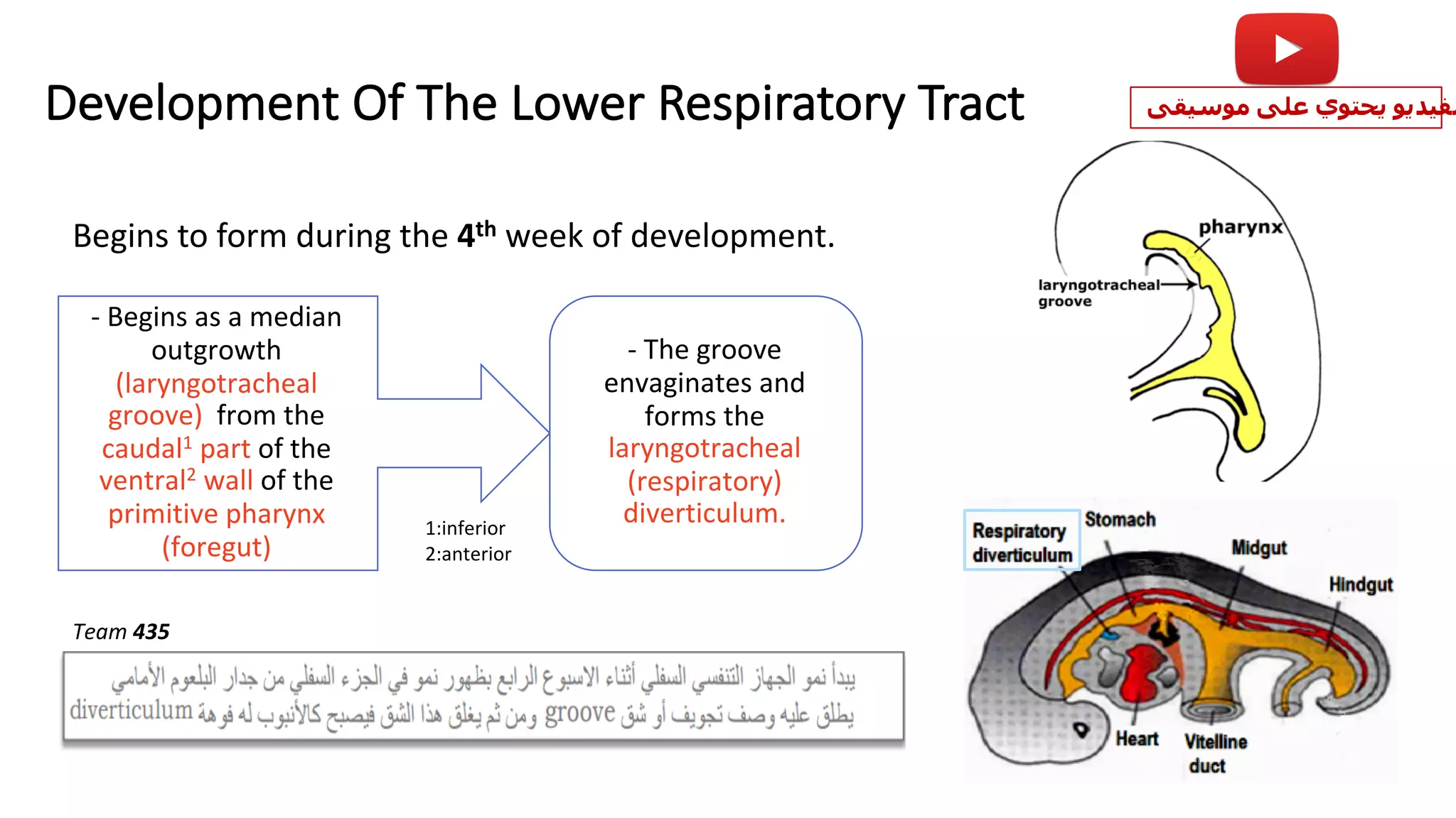 3-Embryology Of Respiratory System.pdf