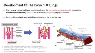 3-Embryology Of Respiratory System.pdf