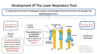 3-Embryology Of Respiratory System.pdf