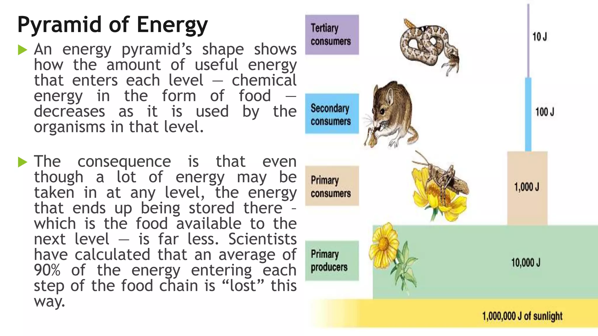 ENVI 3 energy flow in an ecosystem FINAL | PPTX