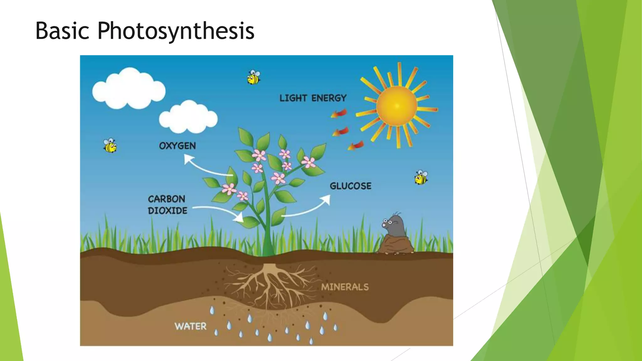 ENVI 3 energy flow in an ecosystem FINAL | PPTX