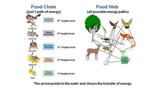 ENVI 3 energy flow in an ecosystem FINAL | PPTX