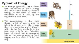 ENVI 3 energy flow in an ecosystem FINAL | PPTX