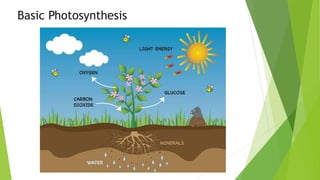 ENVI 3 energy flow in an ecosystem FINAL | PPTX