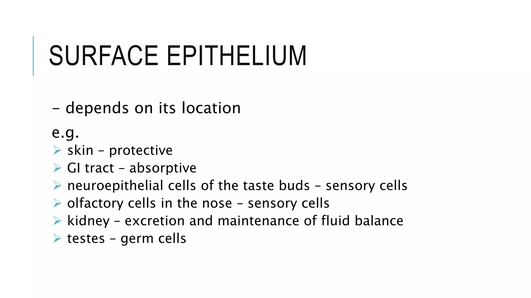 Epithelial tissue | PPTX