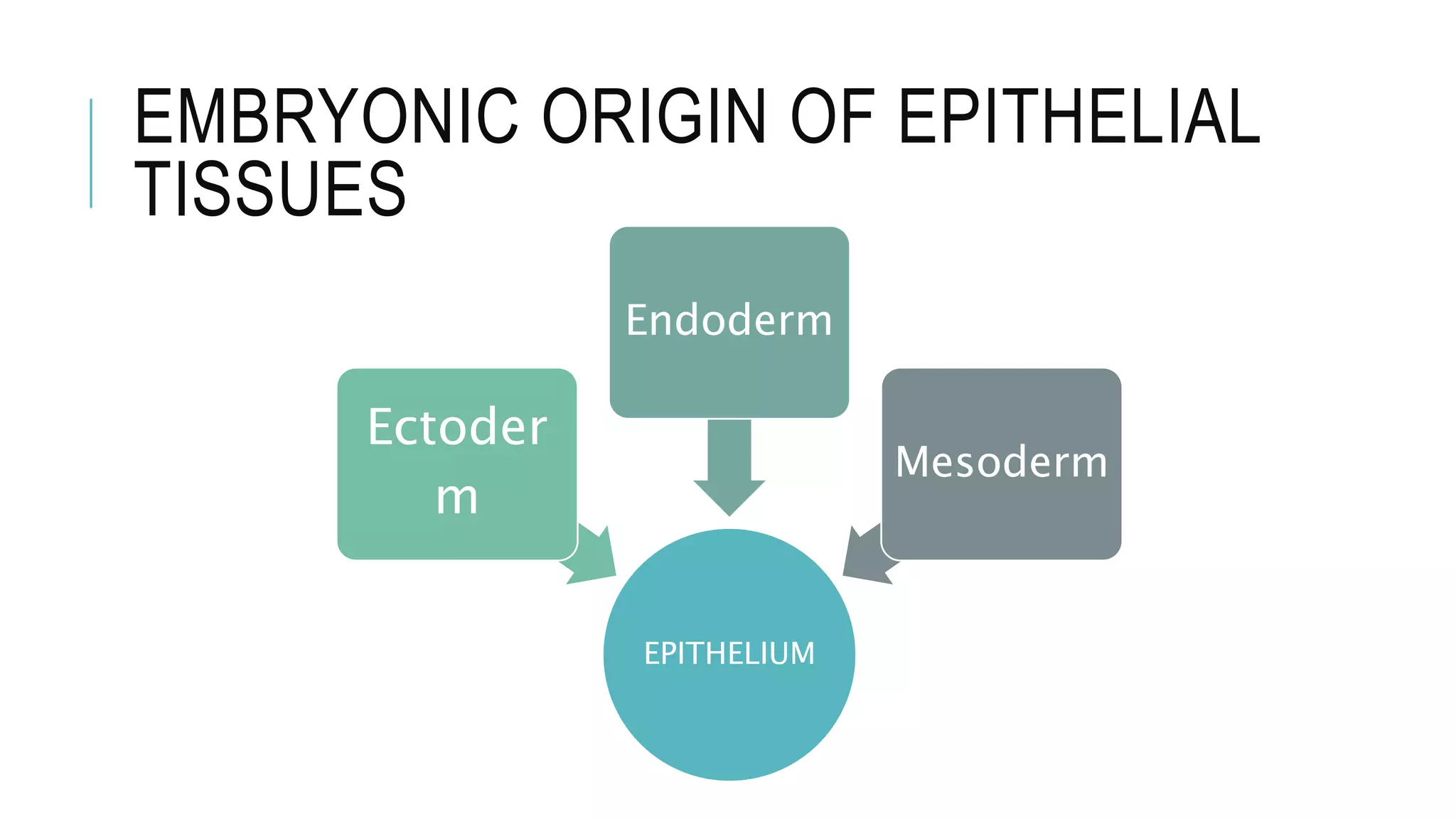 Epithelial tissue | PPTX