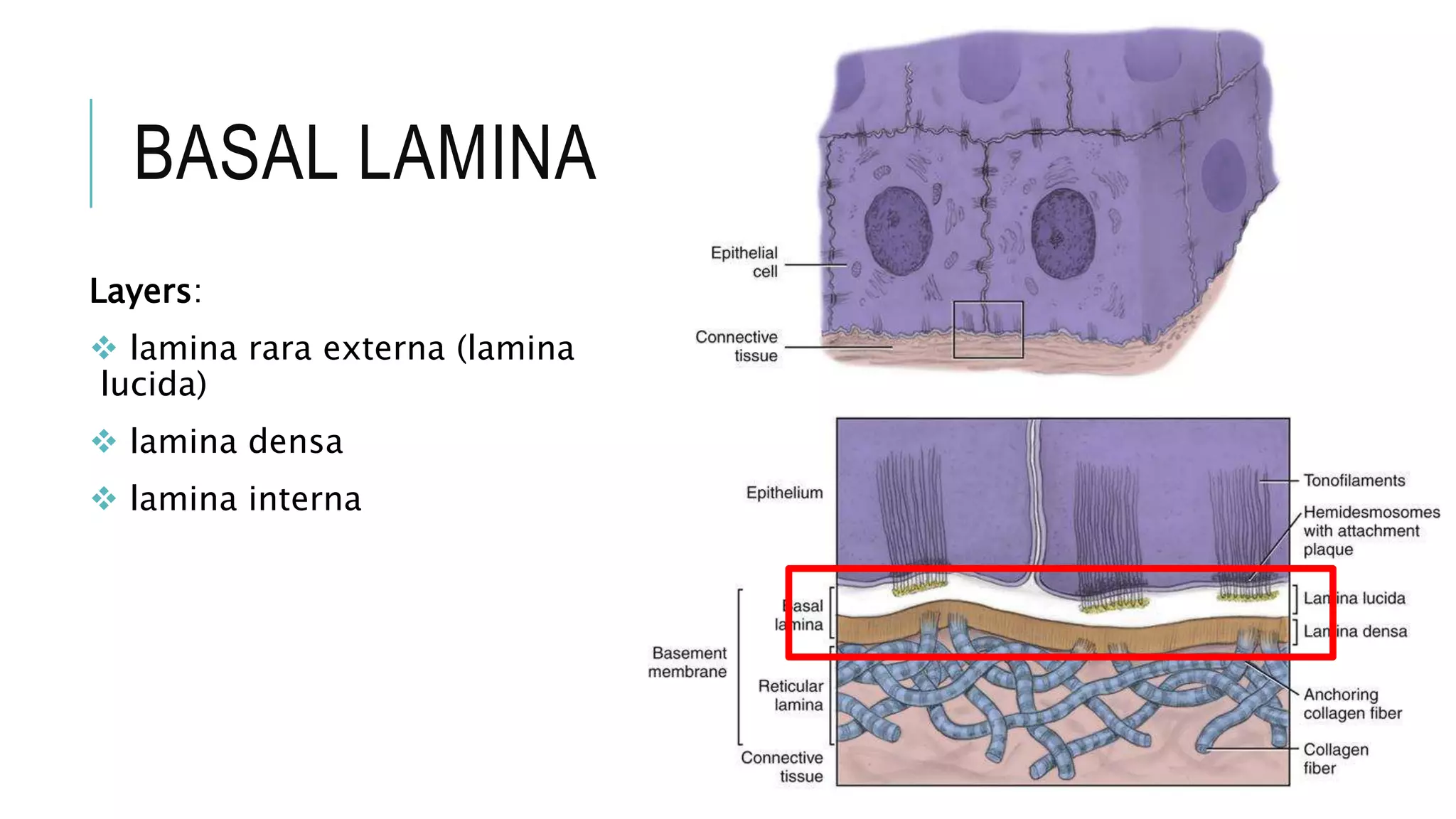 Epithelial tissue | PPTX