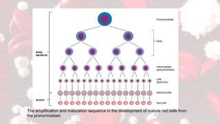 3-Erythropoesis and general aspects of anaemia.pdf