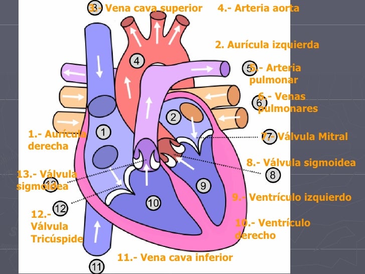 3 eso-5-icirculatorio-pps