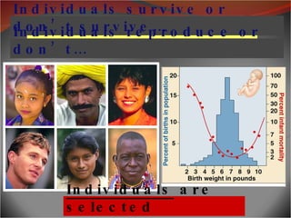 Evolution Of Populations | PPT