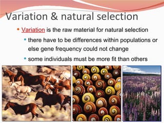 Evolution Of Populations | PPT