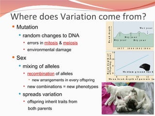 Evolution Of Populations | PPT