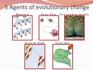 Evolution Of Populations | PPT