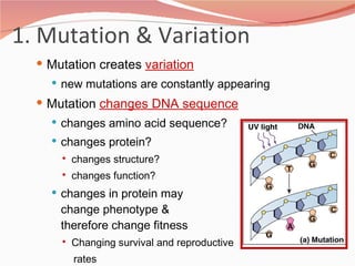 Evolution Of Populations | PPT