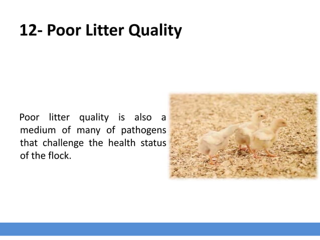 Factors Affecting Feed Consumption In Chicken | PPTX | Birds | Pets