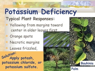 FYN Principle #3 - Fertilize Appropriately | PPT