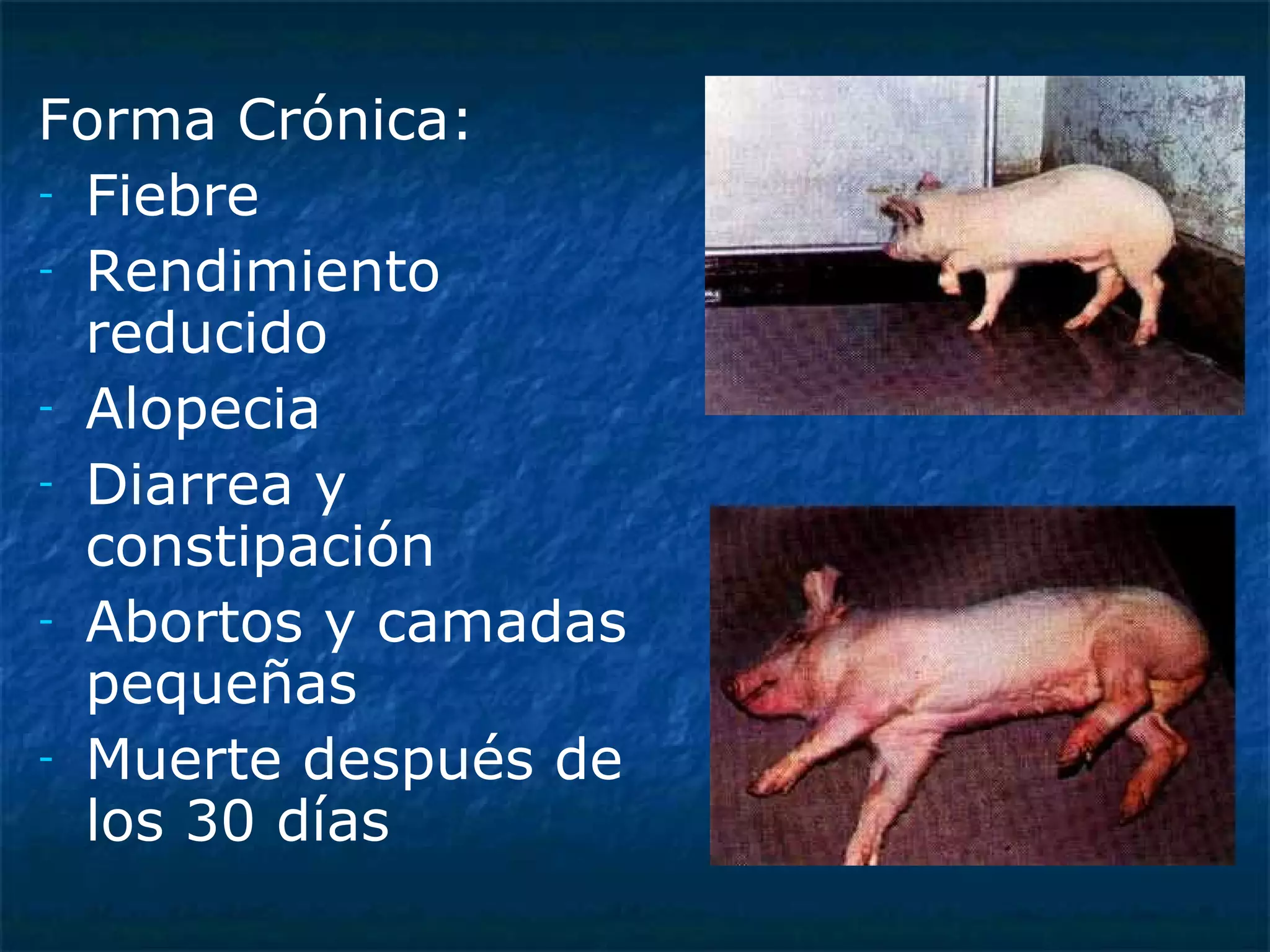 3. fiebre porcina clásica (fpc) | PPT