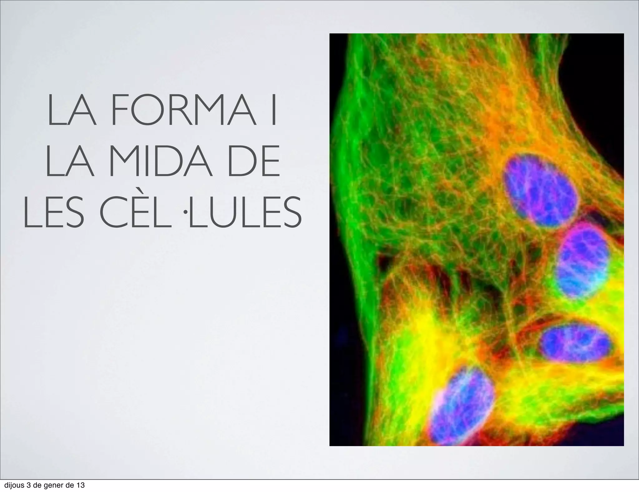 30. La forma i la mida de les cèl·lules | PDF