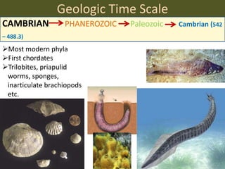 3 -geologic time scale | PPTX | Geography | Science