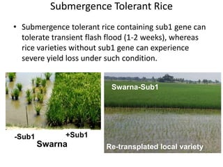 3 gfsf irri progress | PPTX