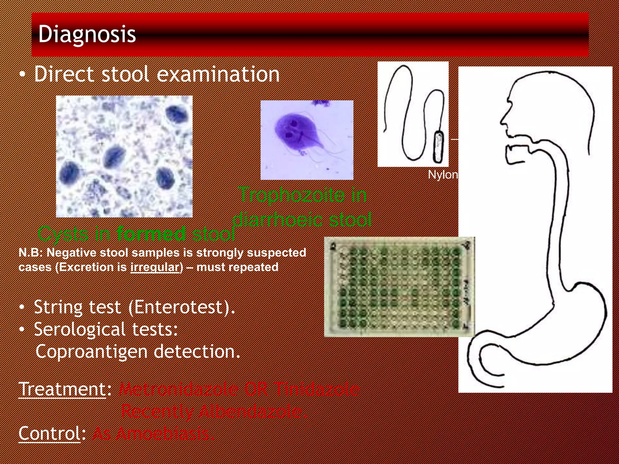 3-_Giardia_lamblia.ppt