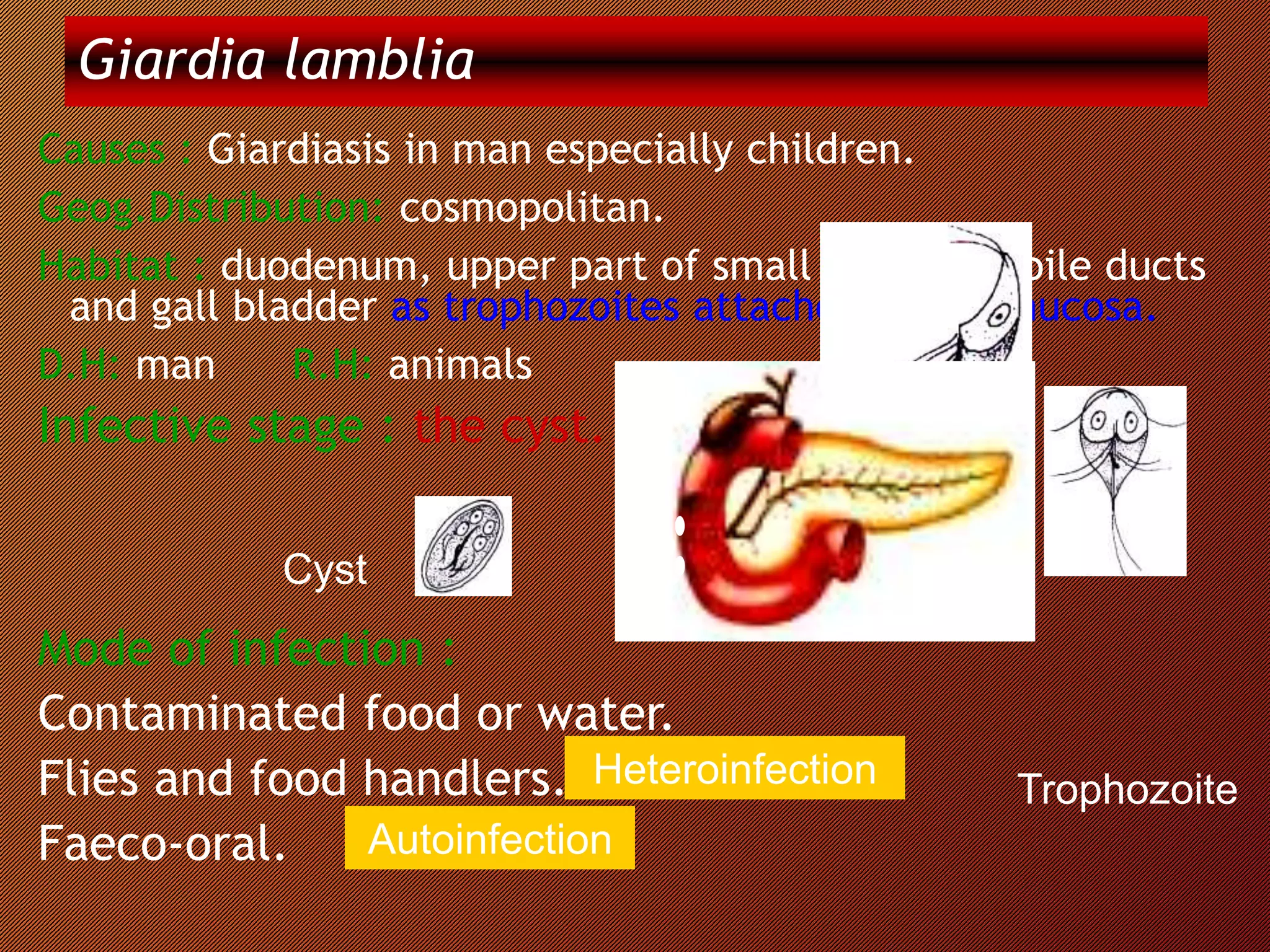 3-_Giardia_lamblia.ppt