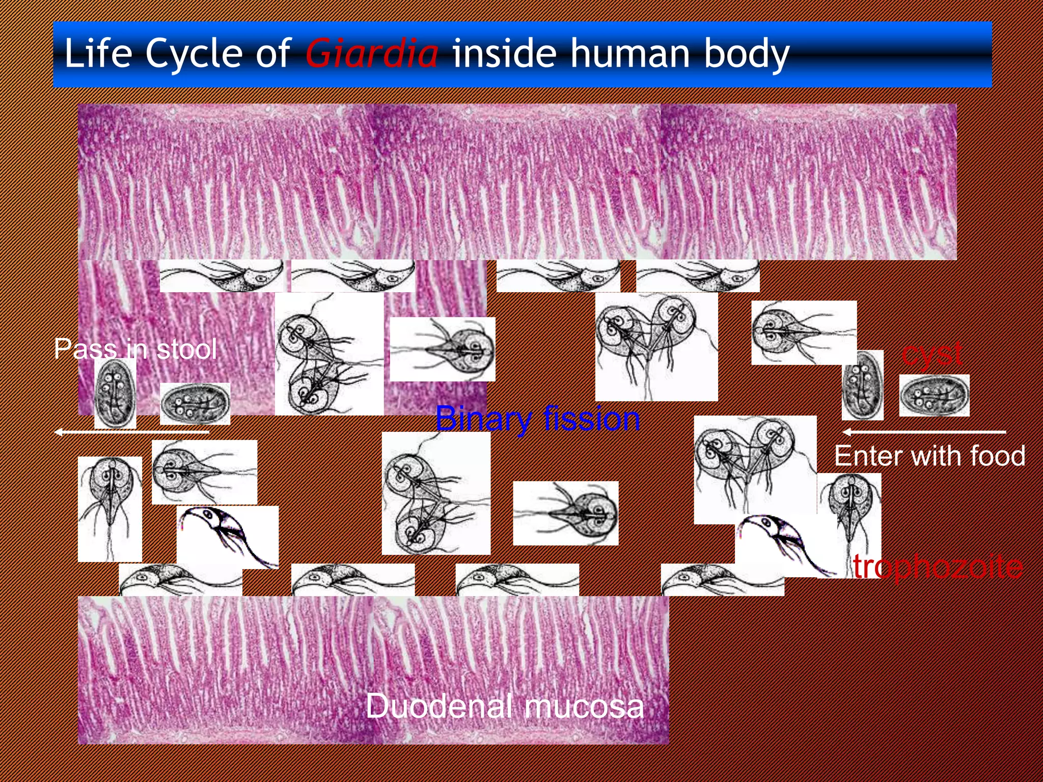 3-_Giardia_lamblia.ppt