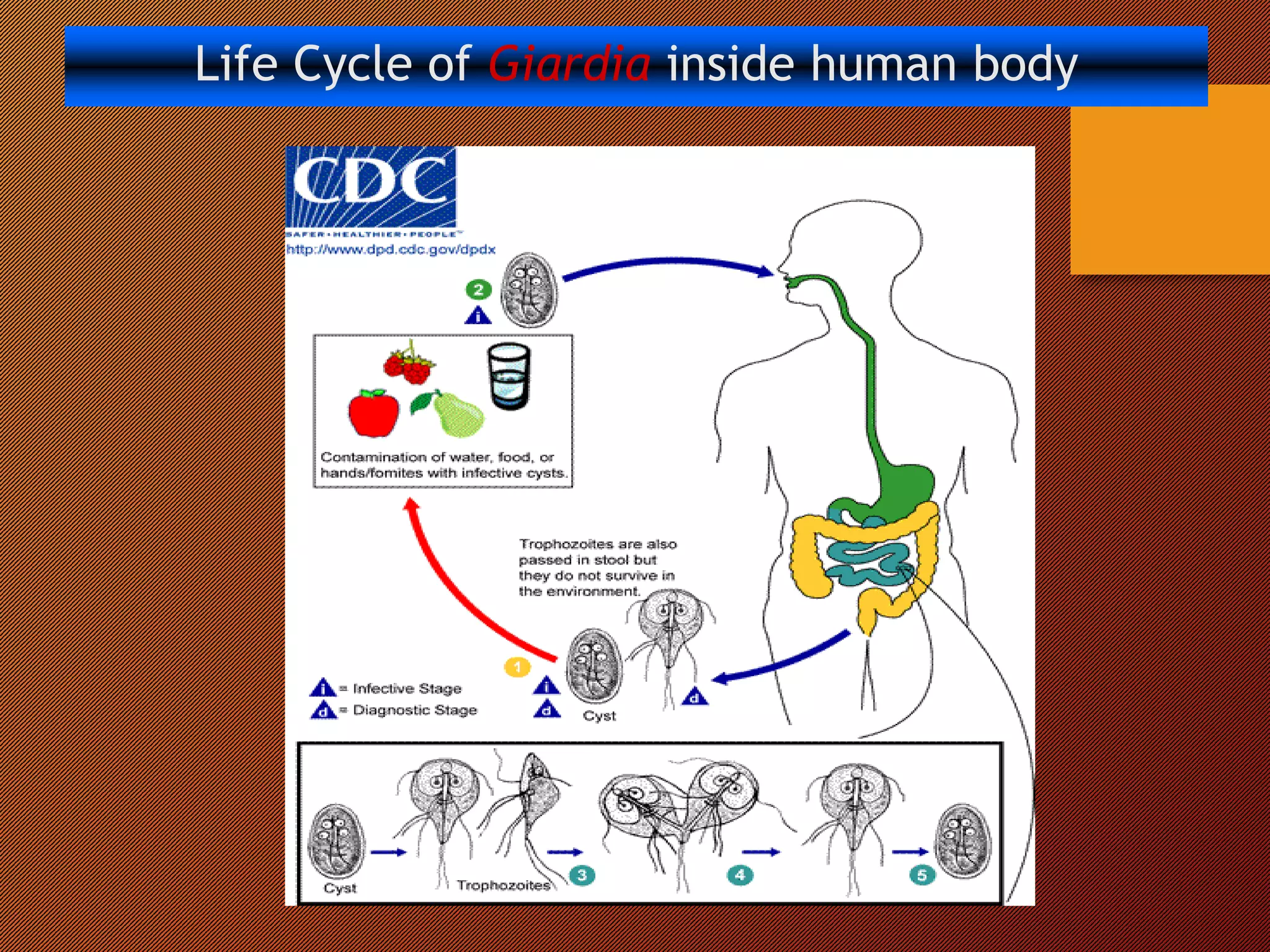 3-_Giardia_lamblia.ppt