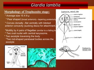 3-_Giardia_lamblia.ppt