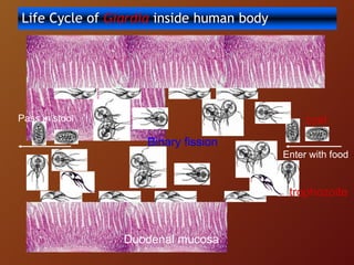 3-_Giardia_lamblia.ppt