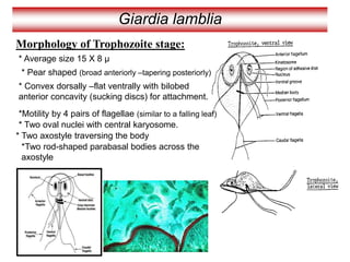 3-_Giardia_lamblia[1].ppt | Digestive Disorders | Diseases and Conditions