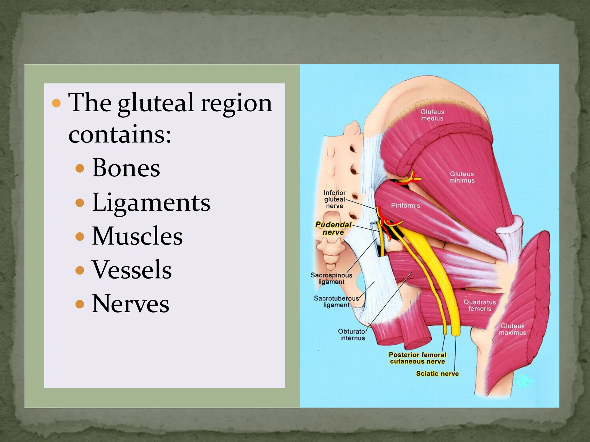 3- GLUTEAL RIGION-1.pdf lower limb muscle | PDF