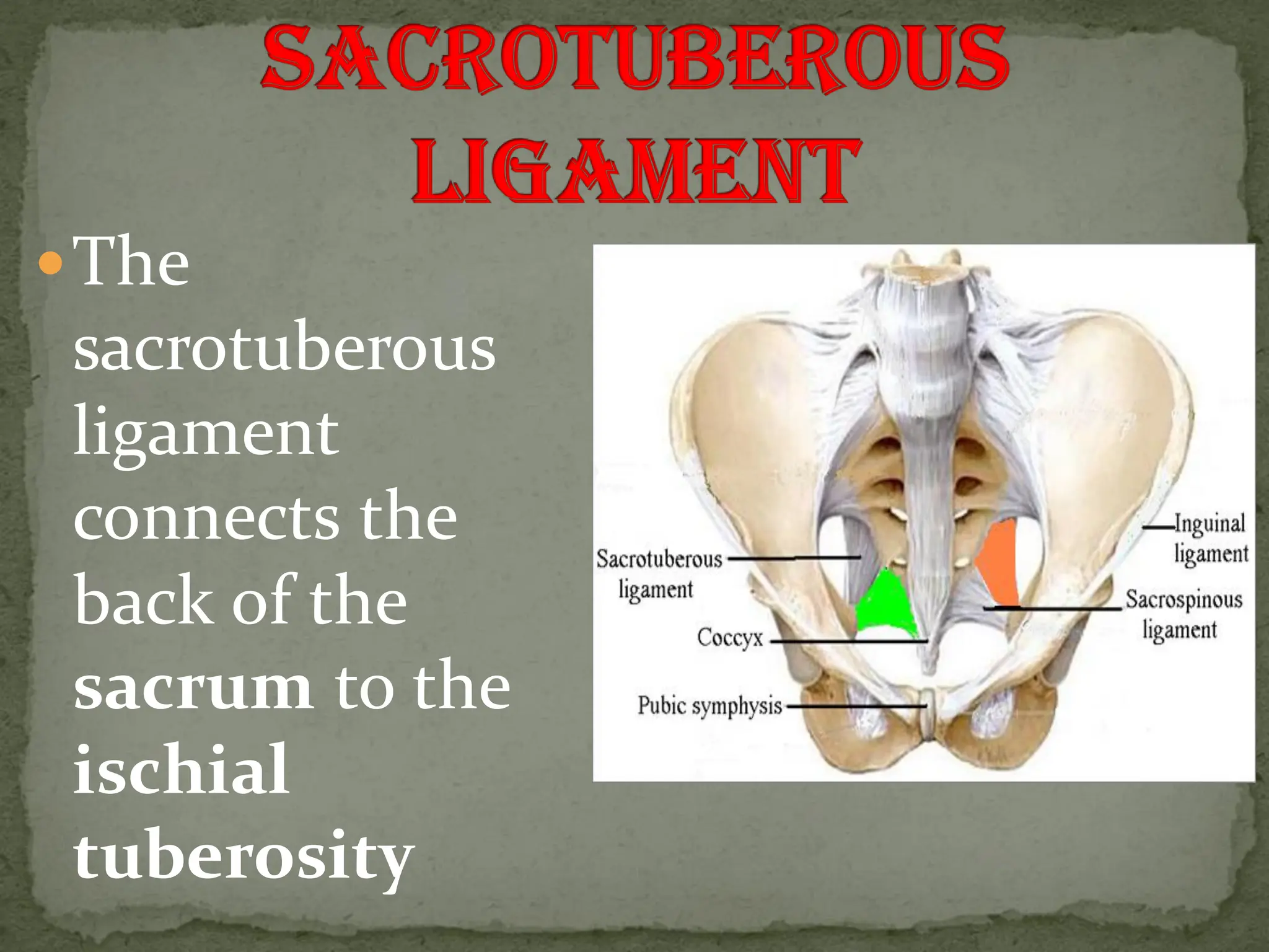 3- GLUTEAL RIGION-1.pdf lower limb muscle | PDF