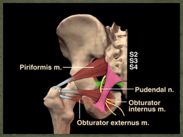 3- GLUTEAL RIGION-1.pdf lower limb muscle | PPT