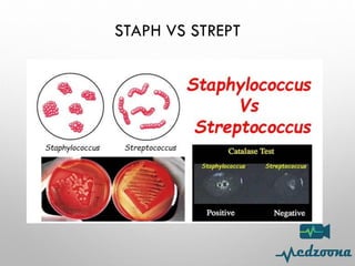 3-GPB Gram positive treptococcus bacteria | PPT