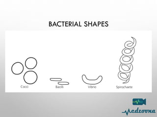 3-GPB Gram positive treptococcus bacteria | PPT