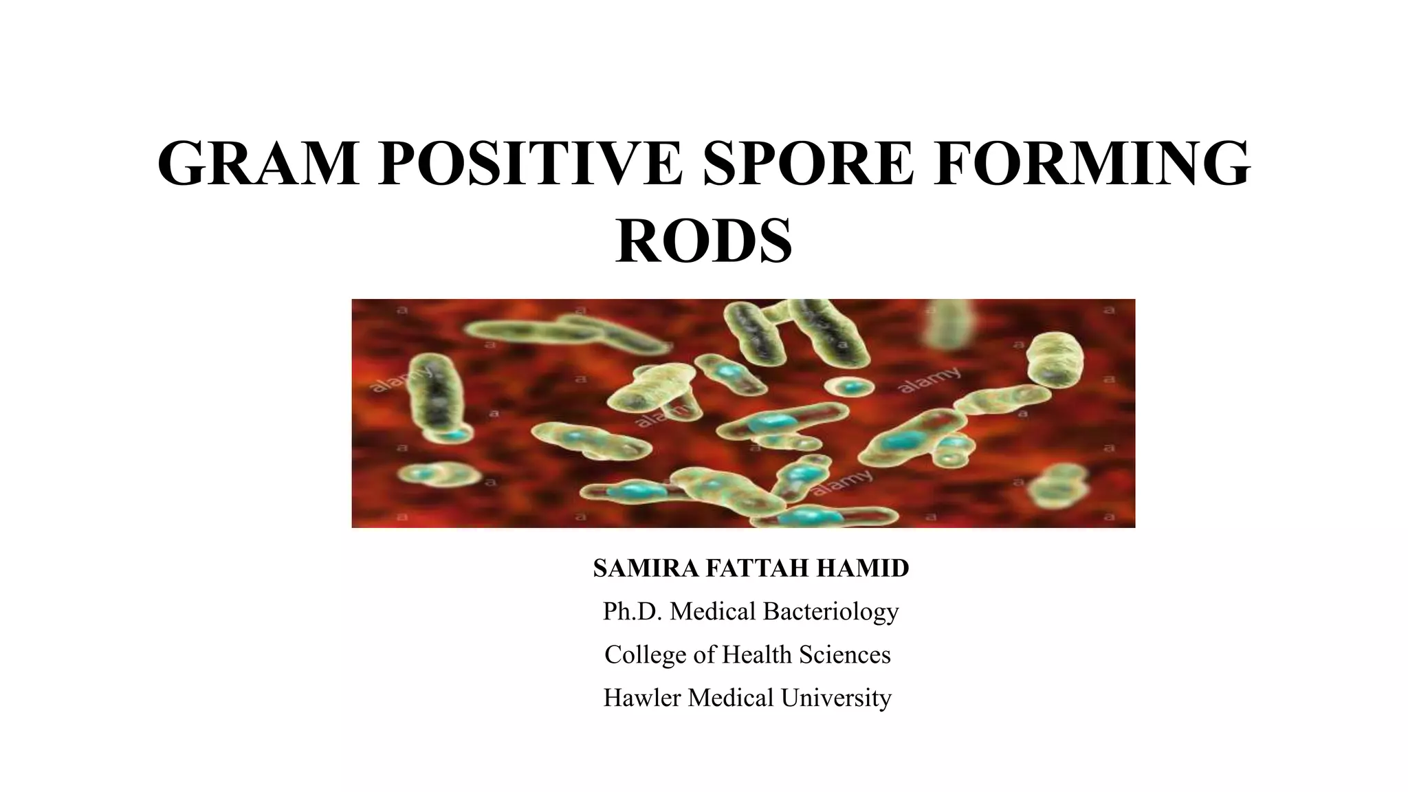 Gram Positive Spore Forming Rods | PPTX