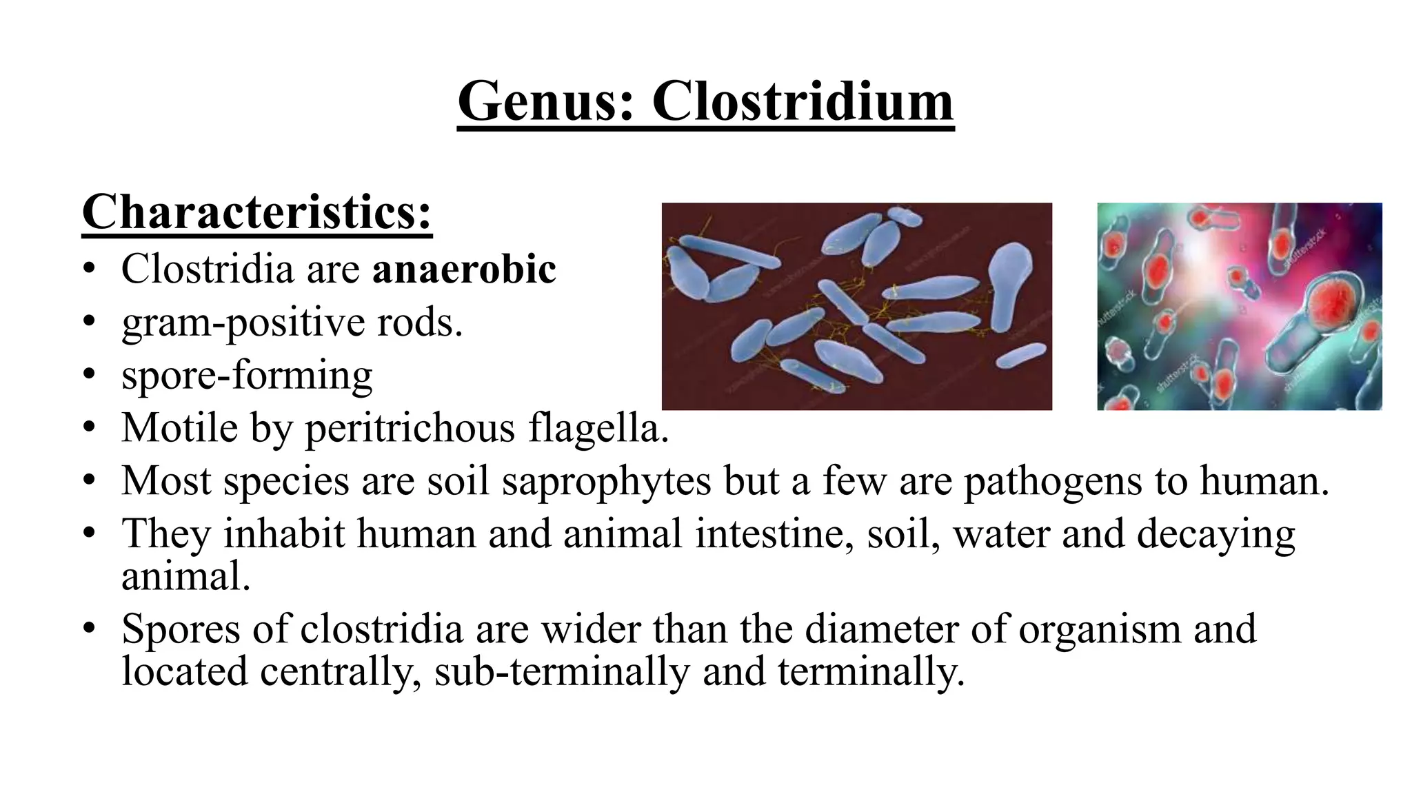 Gram Positive Spore Forming Rods | PPTX